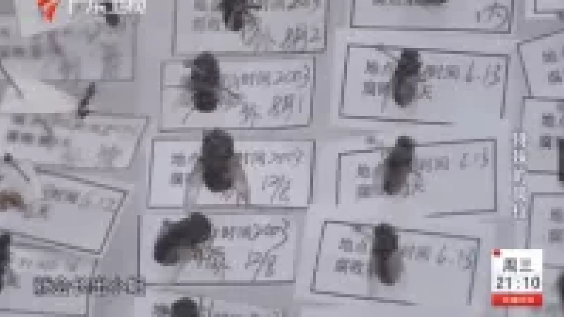 法医不传秘籍7: 蛆虫和尸体死亡时间对照表