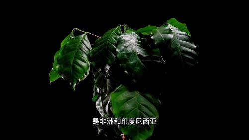 原来咖啡是这样制作的,喜欢原味咖啡的朋友冲啊,有点偏酸