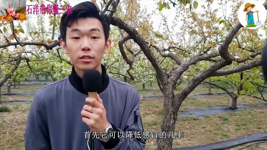 石洋带你懂三农:梨的功效及作用有哪些禁忌