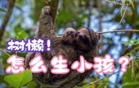 树懒这么懒,怎么生小孩?看来懒是刻在DNA里的…