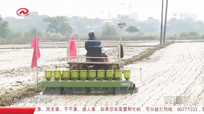 水稻直播新技术,助力农民增产增收,农业专家来到田间地头