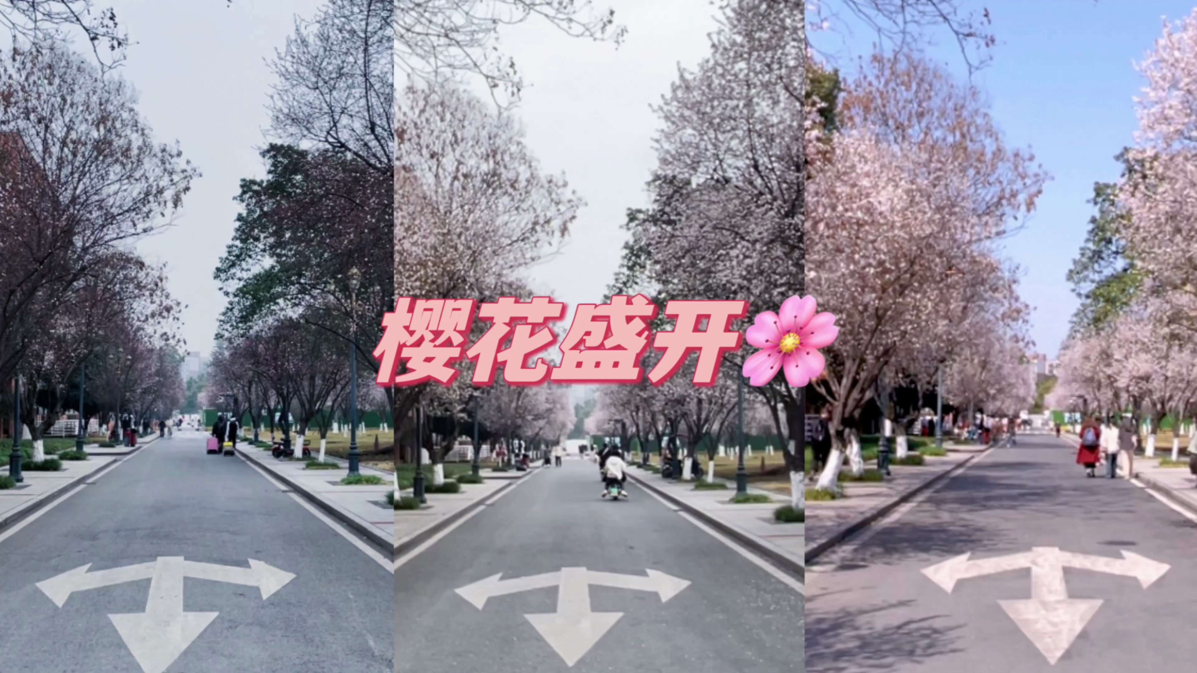 看樱花从无到有