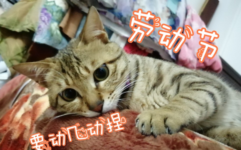 【猪的日常】认真思考劳动的意义!(好困啊=3=3)