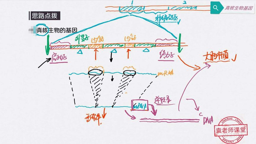 科普知识:真核生物和原核生物基因结构的区别