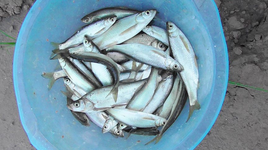 这里的白条实在太大了,钓着太过瘾了