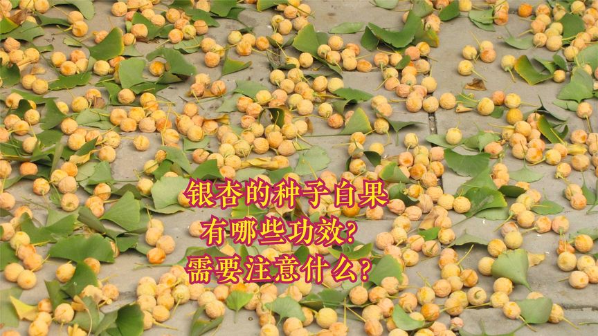银杏的种子白果有哪些功效?需要注意什么?