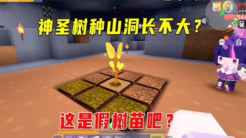迷你新生存41:神圣树在山洞里长不大?金坷垃也无能为力,假树苗