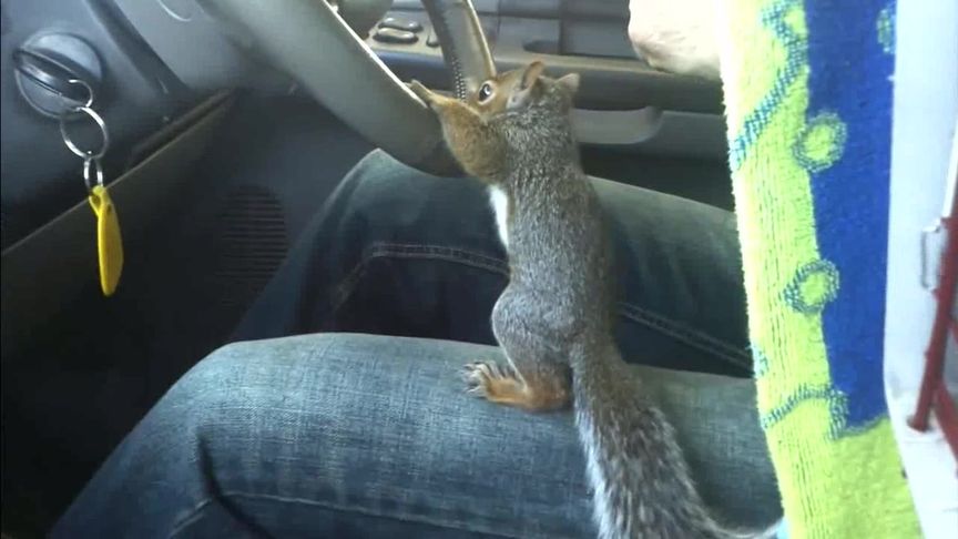 这个小松鼠上辈子,肯定是出租车司机,就想抢方向盘