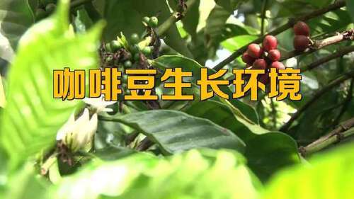 从种子到香醇:揭秘咖啡豆生长的绝佳环境