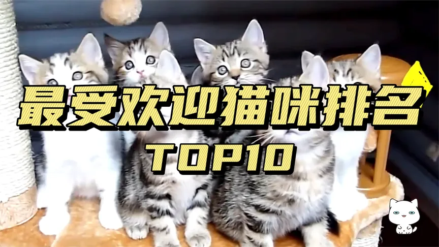 你的猫上榜了么?世界上最受欢迎的猫咪排名!『喵喵排行榜』