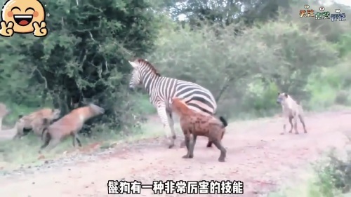 当斑马面对五条鬣狗团团围住,绝望与勇气之间究竟谁能胜出?