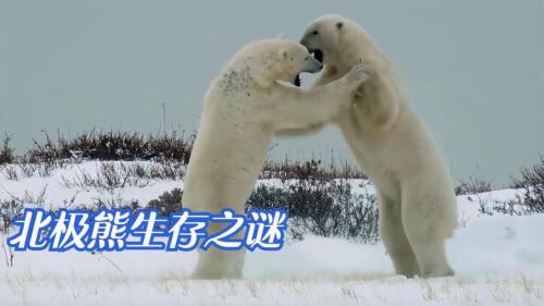 北极熊是怎么在寒冷的北极生存下来的,解析北极熊生存之谜
