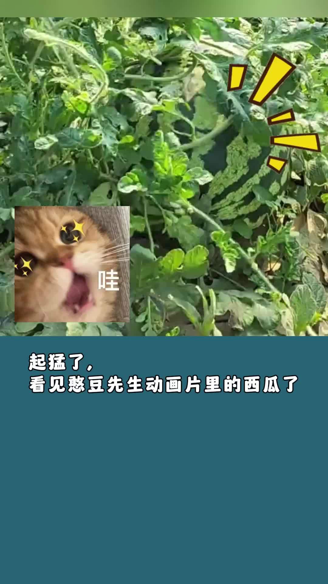 起猛了,看见憨豆先生动画片里的西瓜了!