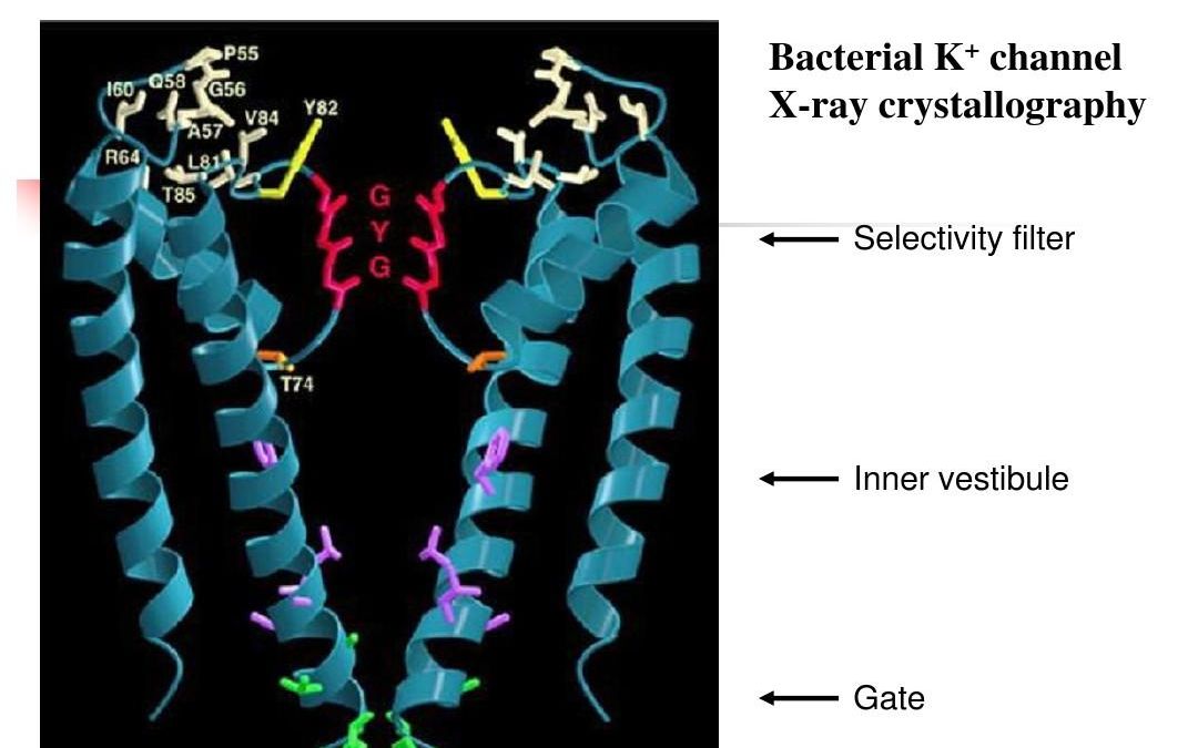 2023生物高考一轮复习:主动运输和被动运输-(1)