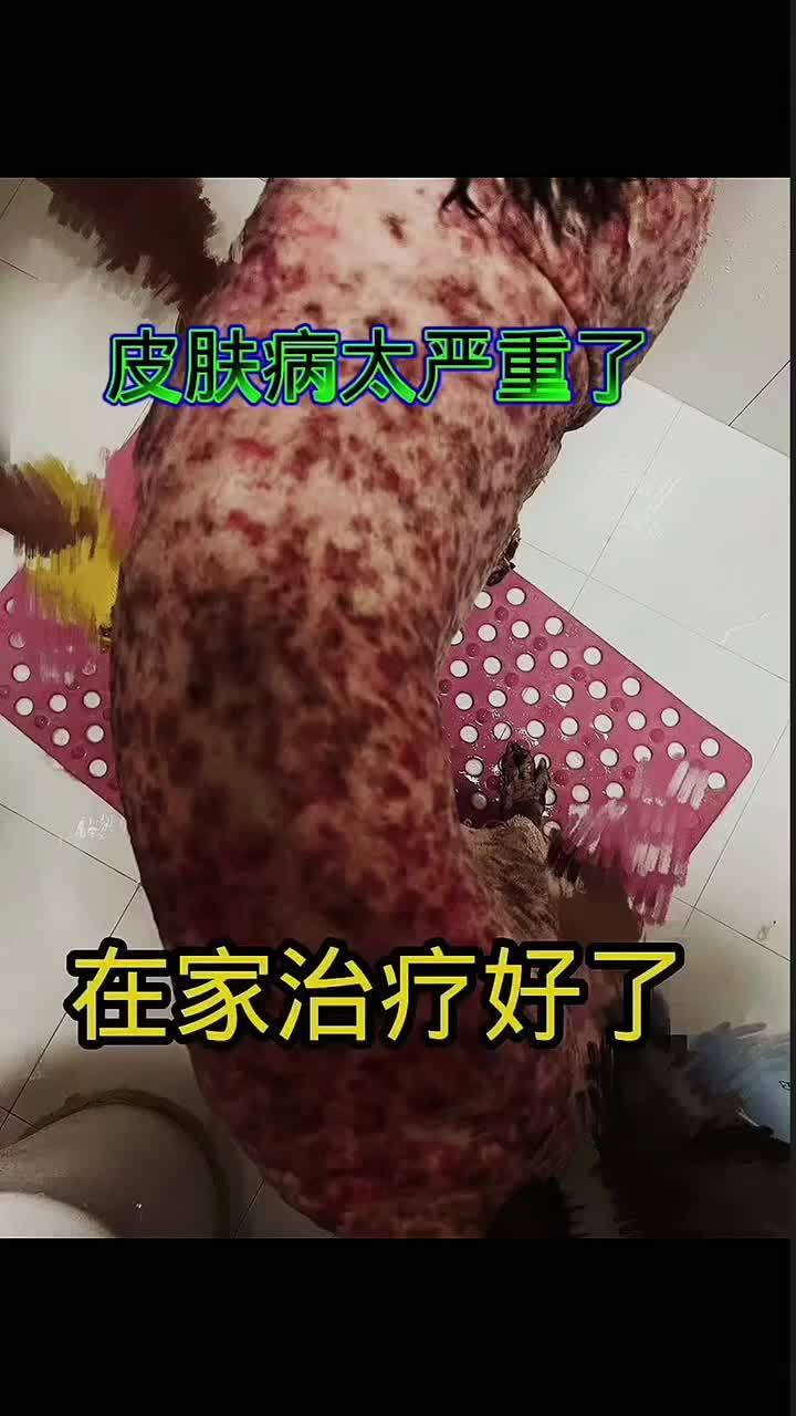18.狗得皮肤病治疗好了。 #狗皮肤病 #狗狗皮肤病怎么办