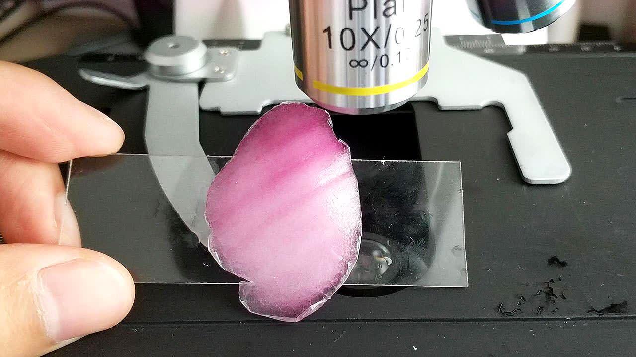 洋葱放在显微镜下,看完细胞,终于明白为啥会流眼泪了!