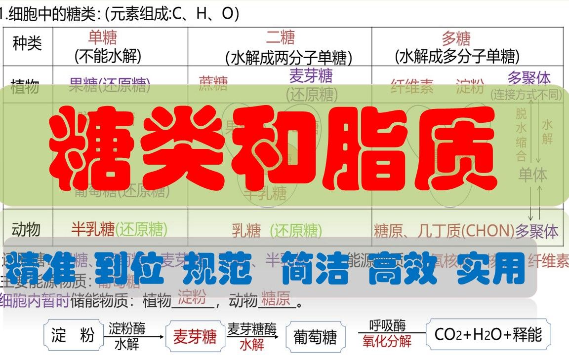 糖类和脂类 高中生物必修一 《分子与细胞》 一轮复习