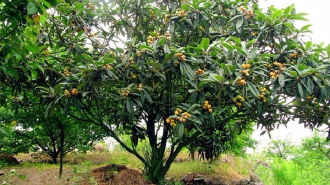 枇杷树全身都是宝,不仅有药用价值,还能带来可观的经济收益!