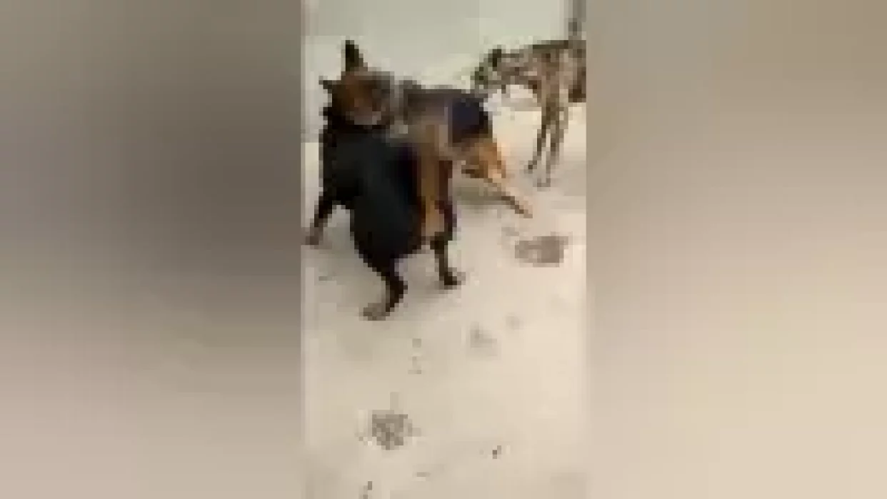 就是为打架而生的“藏獒”咬死德牧又与细狗打了起来