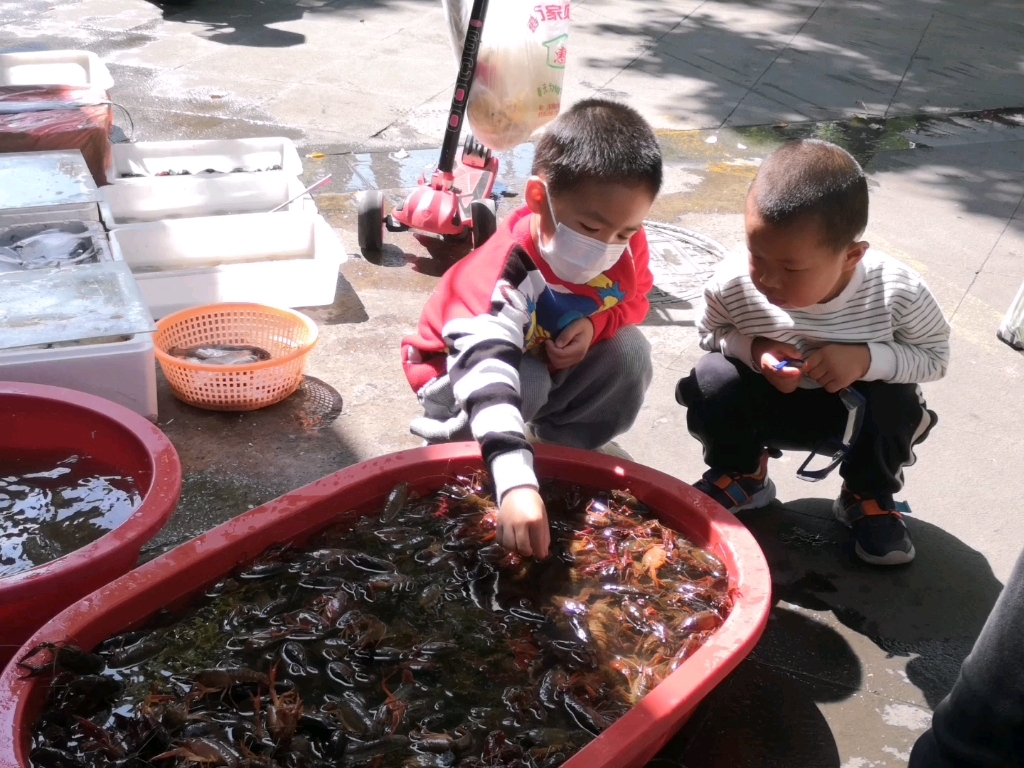 现实版的《昆虫记》,观察蚂蚁啃面包,龙虾舞钳子,记录春日美好亲子时光