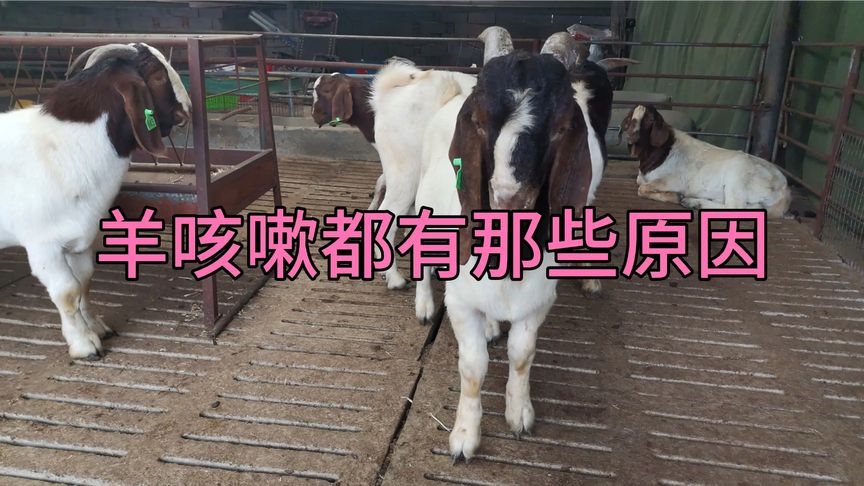 羊咳嗽都是那些原因照成的？该如何预防和治疗。