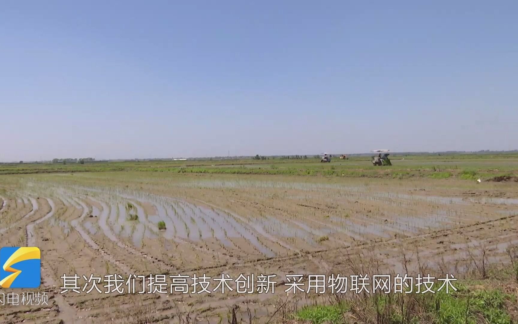 海水稻就是种福田,海水稻三产融合发展示范区插秧正当时!