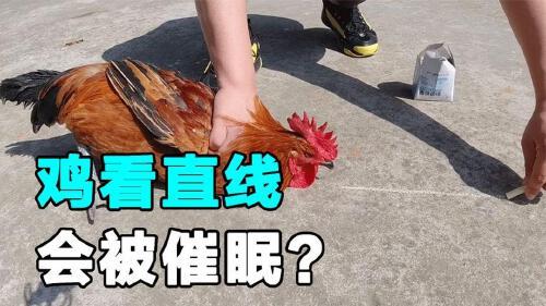 在鸡面前画直线会发生什么?科普动物催眠的秘密,答案并不简单