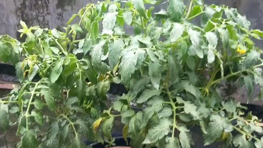 西红柿只开花不结果,怎么办?请阳台或楼顶种菜的朋友传授经验!