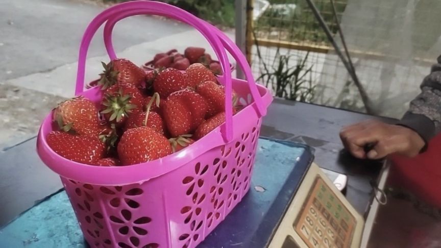 进园采摘草莓25.一斤,大家说这个价格贵吗?
