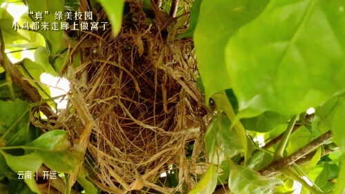 “真“ 绿美校园