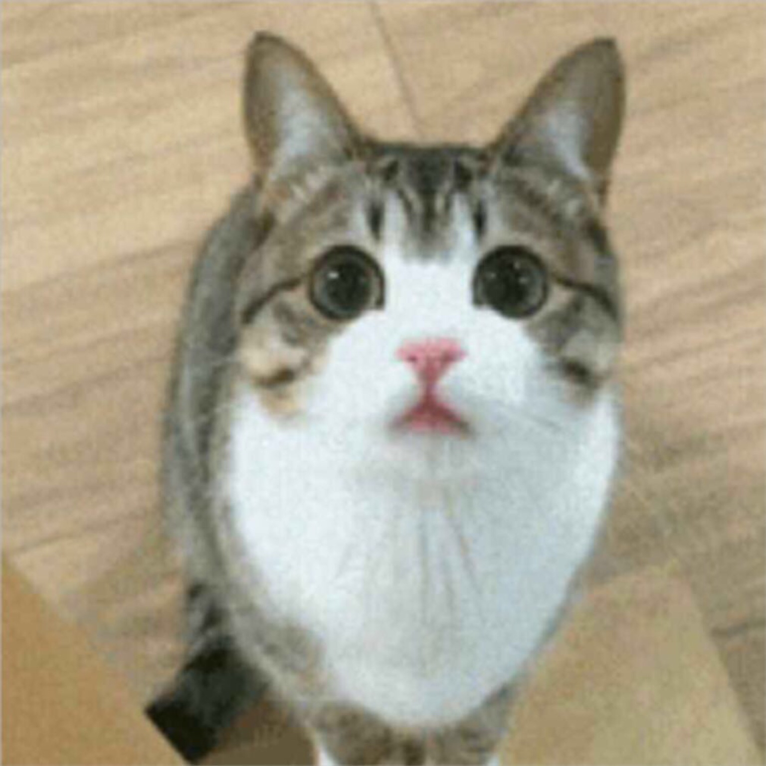 徐嘉茗 