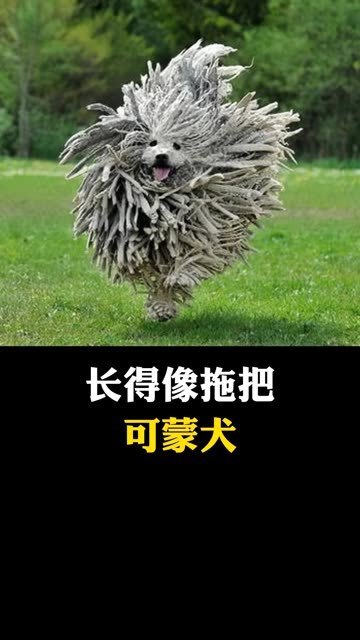 你还真看不出来这是一条狗