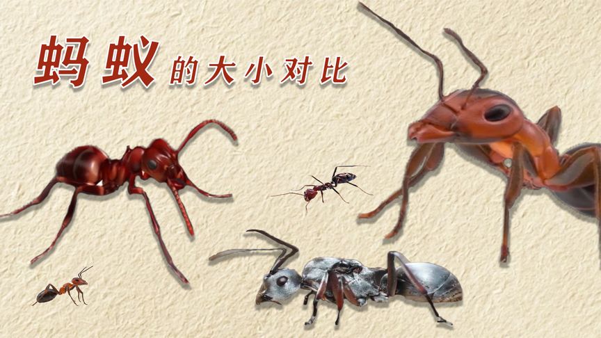 你知道世界上有多少种蚂蚁吗?逐一介绍,让你大开眼界!