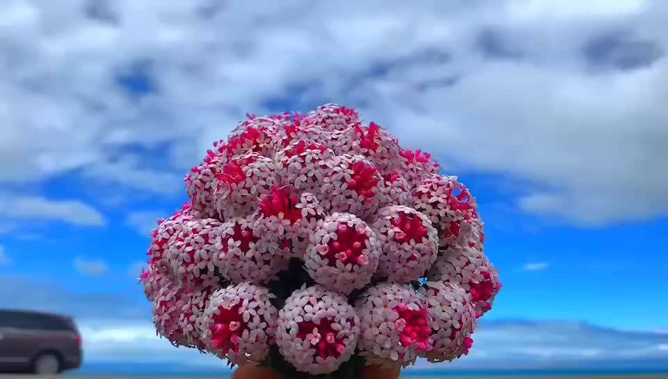 狼毒花,又名断肠草,花虽美,有剧毒