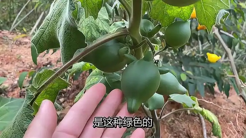 从网上花高价买的果苗,想不到挂果量惊人,结出的果实你见过吗