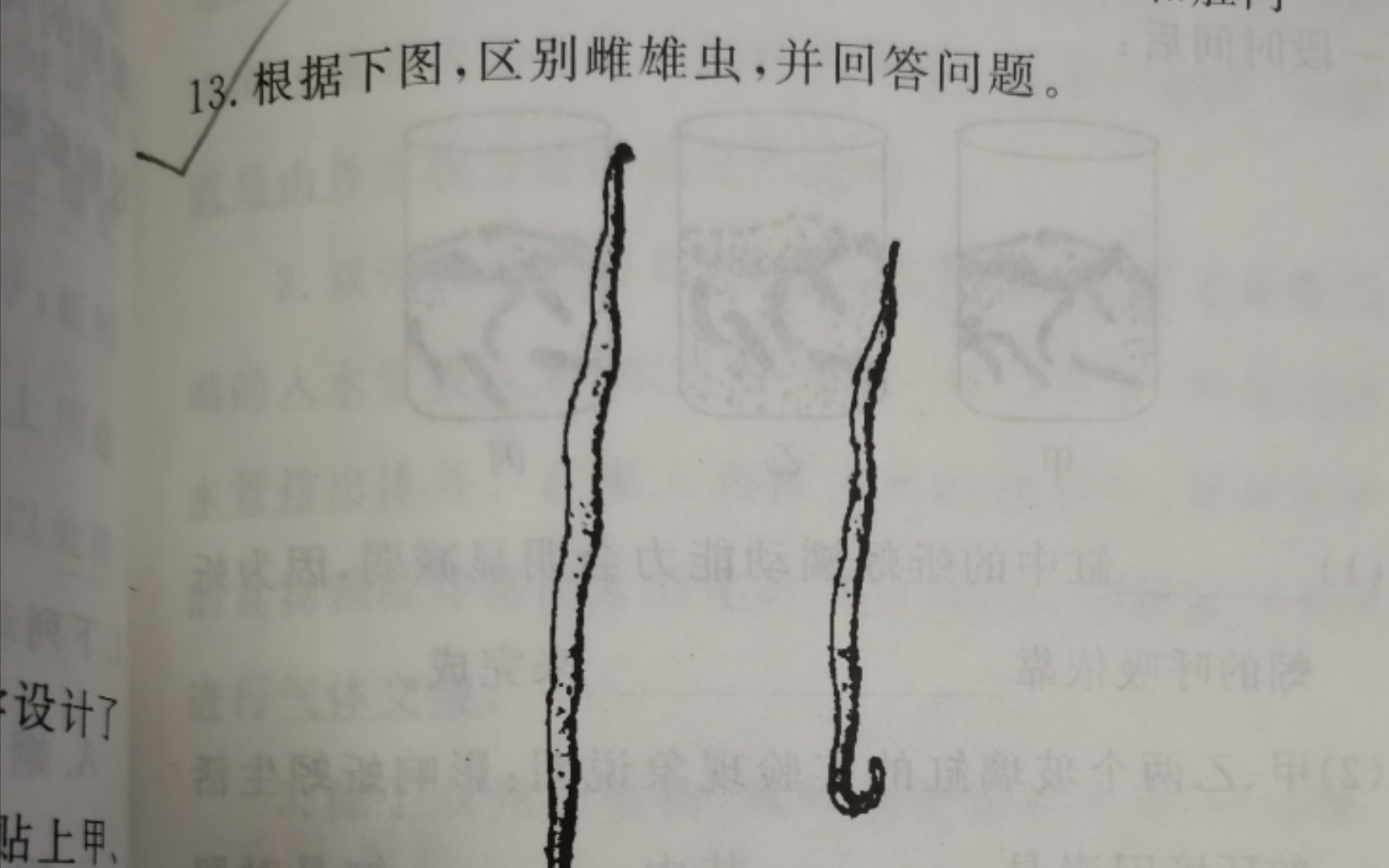 蛔虫病 感染性 寄生虫 区分雌雄 如何预防(人教版初中生物八年级上册)