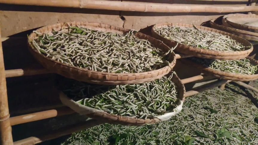 (养蚕)小伙阿松带你走进农村看看怎么养蚕