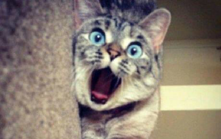 梦幻模拟战-60凤凰粉毛无练度