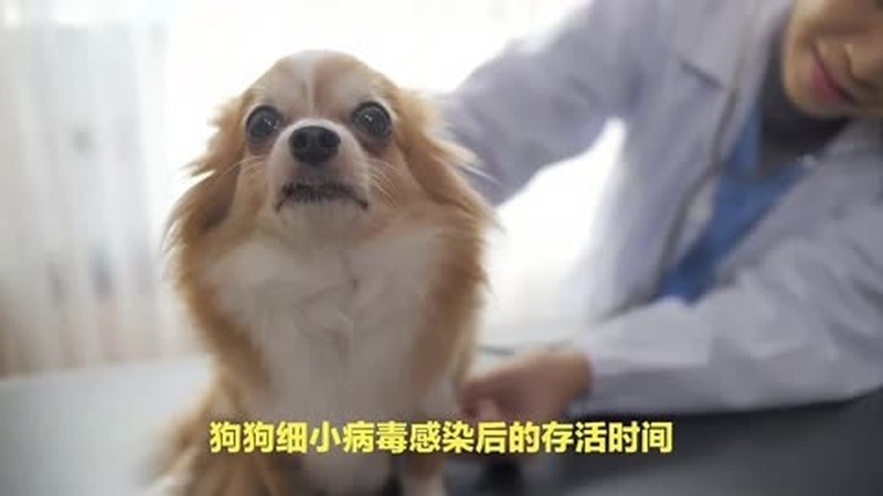 狗狗细小一般能撑几天
