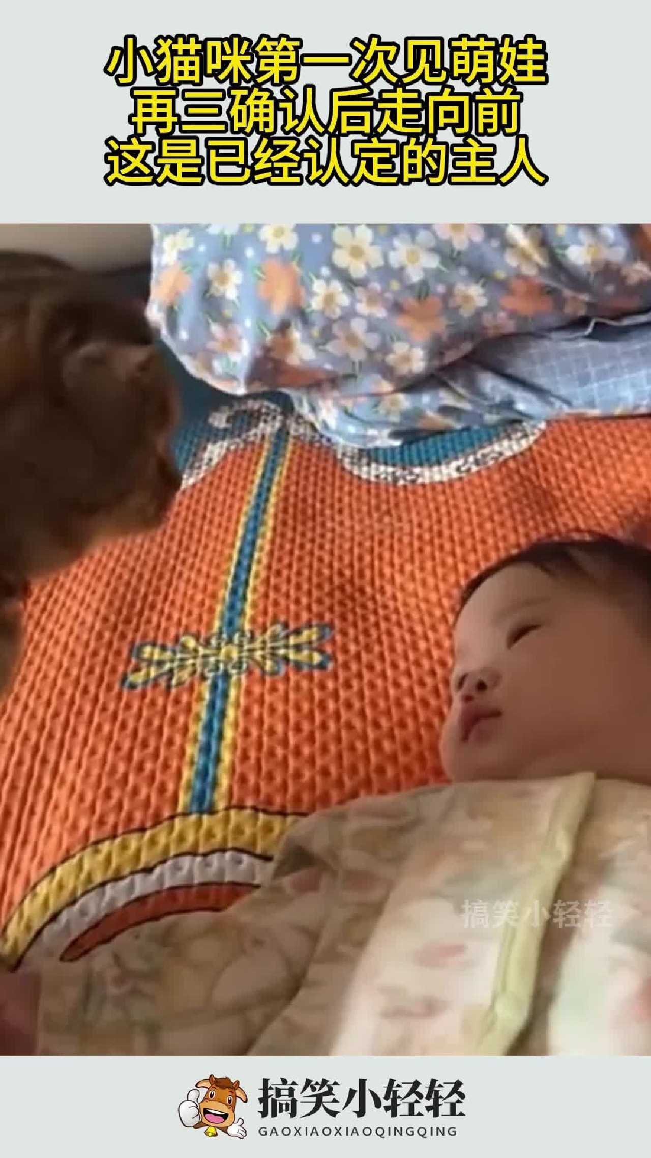 小猫咪第一次见萌娃,再三确认后走向前,这是已经认定的主人!