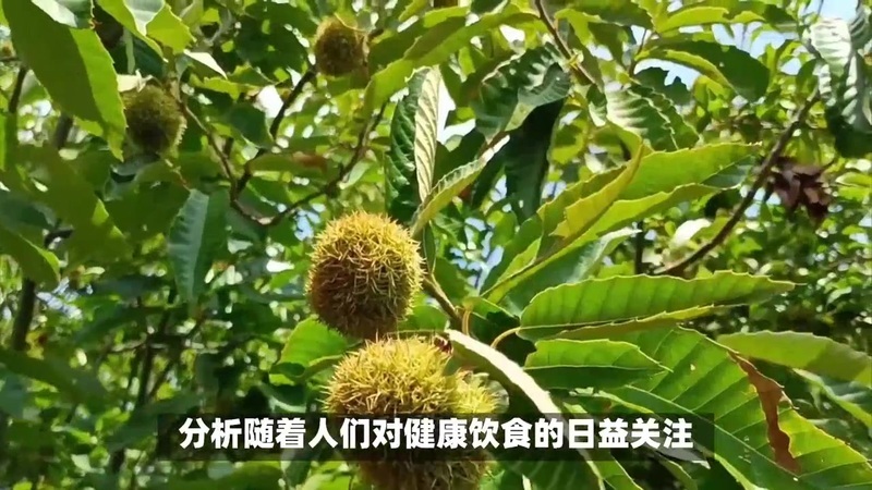 板栗树苗的市场表现:需求增长与价格波动的关联性分析