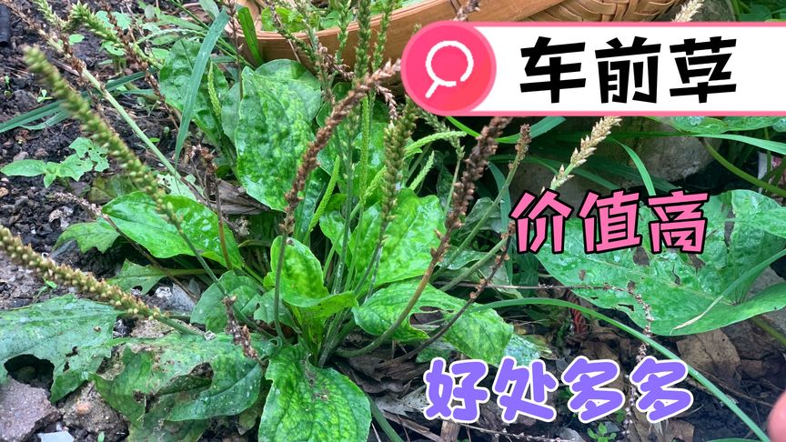 农村地上到处宝,常见的车前草好处多多,你们知道它的药用价值吗