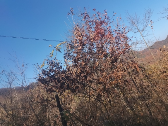 森林的呼唤:生态系统的无尽魅力