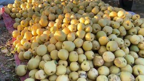 丑梨不套袋自然生长!虽丑却甜,懂的人自然懂!