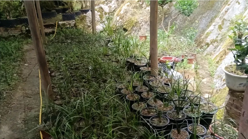 带大家看下我最初养兰花的地方!还有很多兰花和映山红盆景熟桩!