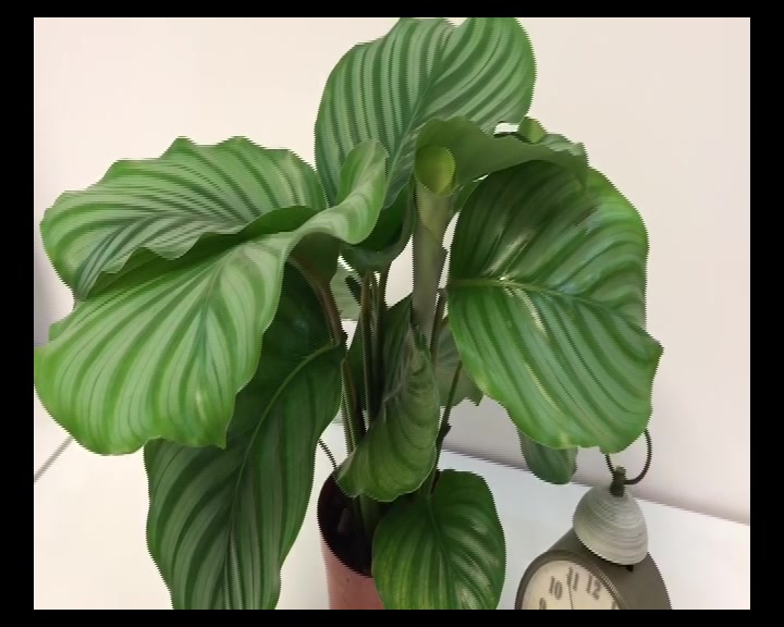 【小鼹鼠园艺家】北欧宜家清新风绿植推荐-青苹果竹芋(介绍+实拍)...