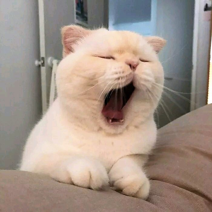 郑笑抽 