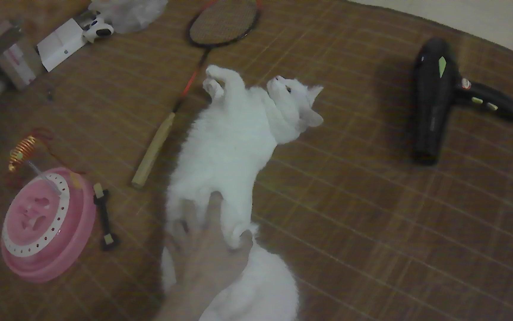 猫发情了,我只能给她大保健
