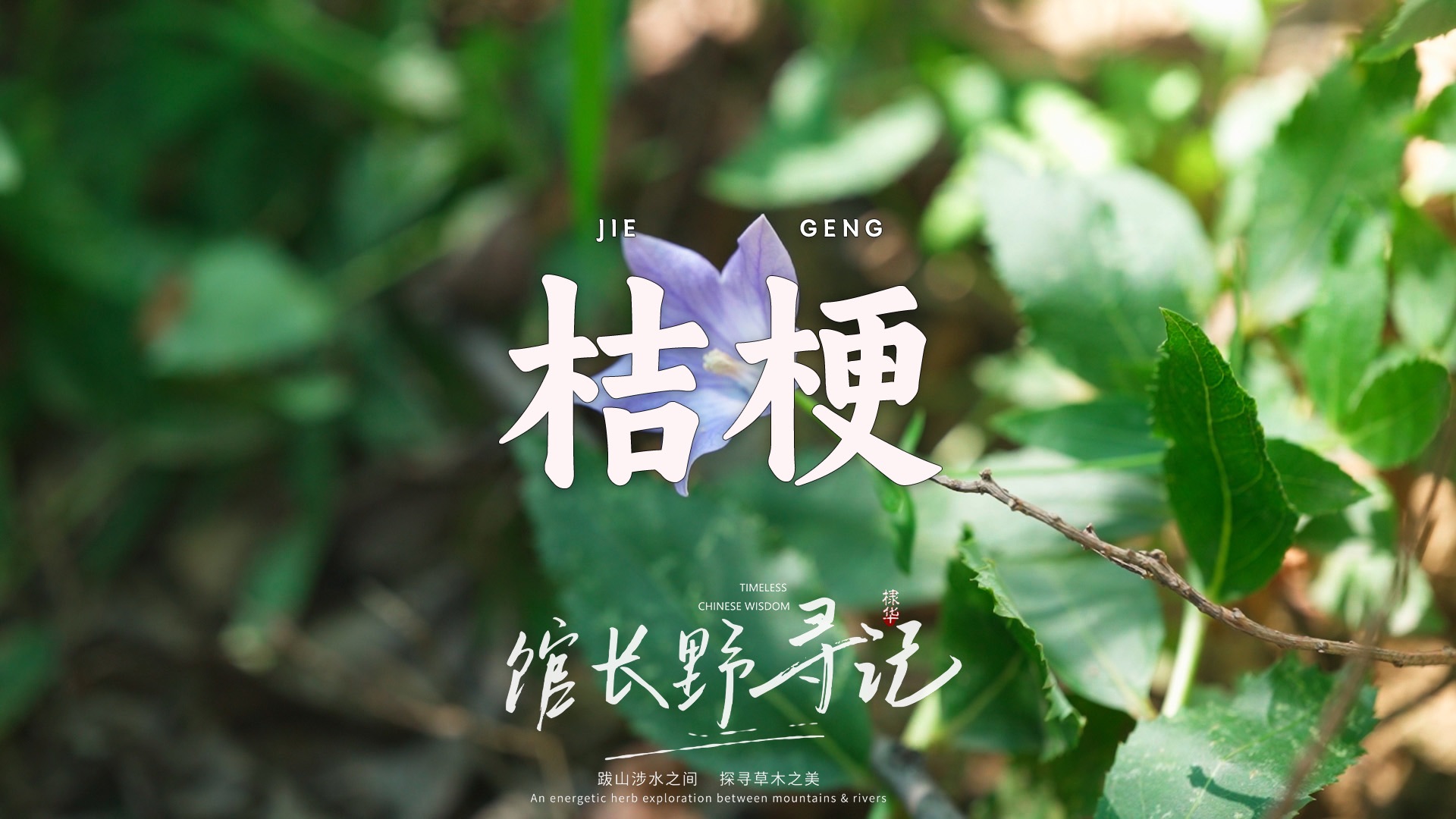 桔梗开花很美,但作为本草却是使用它的根部,东北那疙瘩可爱吃桔梗了呢