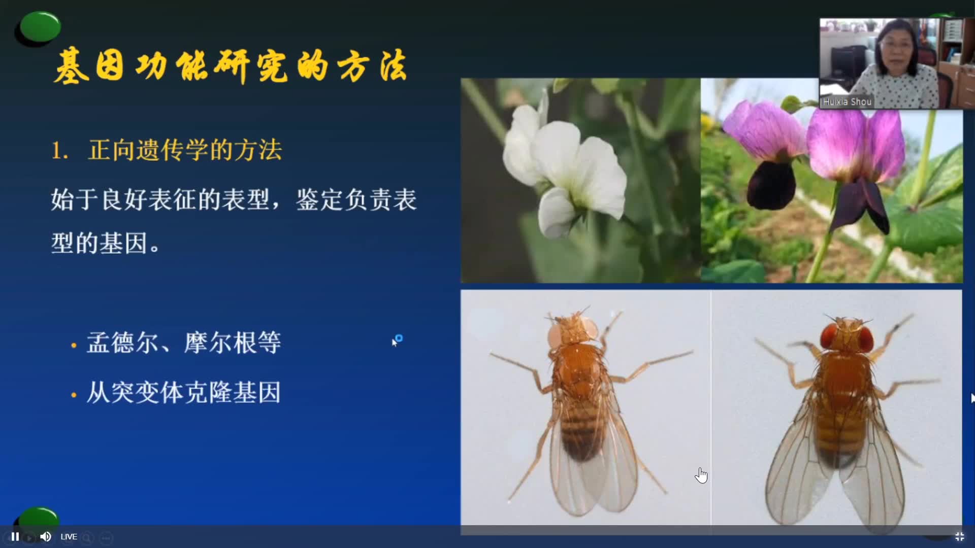正向遗传学与反向遗传学基因挖掘的比较
